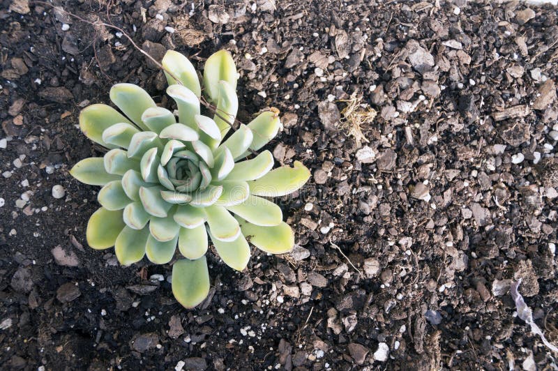Potted Planted Cactus Photographed from Above Stock Photo - Image of ...
