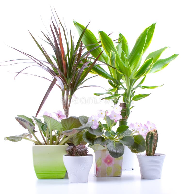 Potted plants stock image. Image of decorative, leaf - 12472501