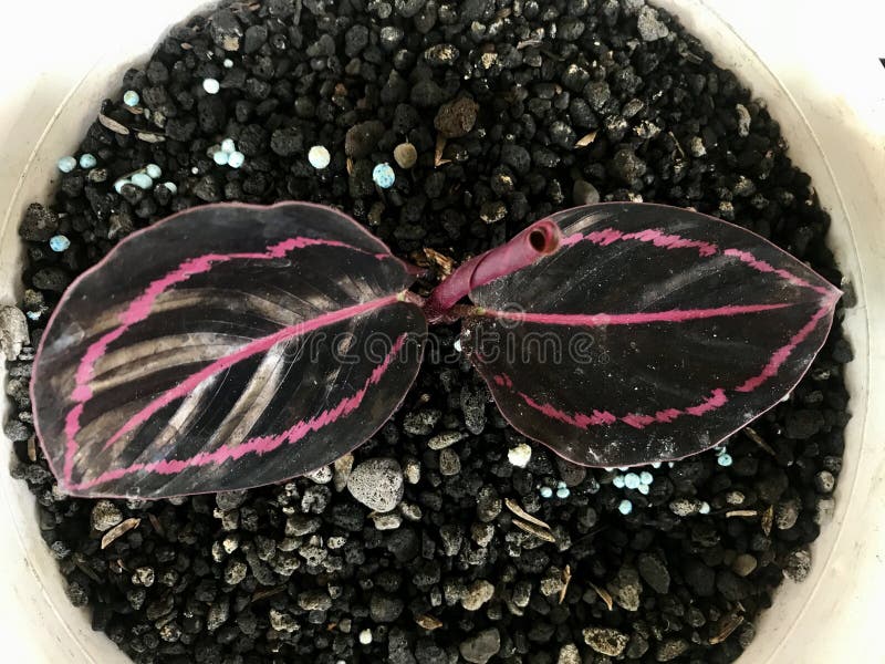 Potted Plants stock image. Image of potted, nature, lipstick - 203781613