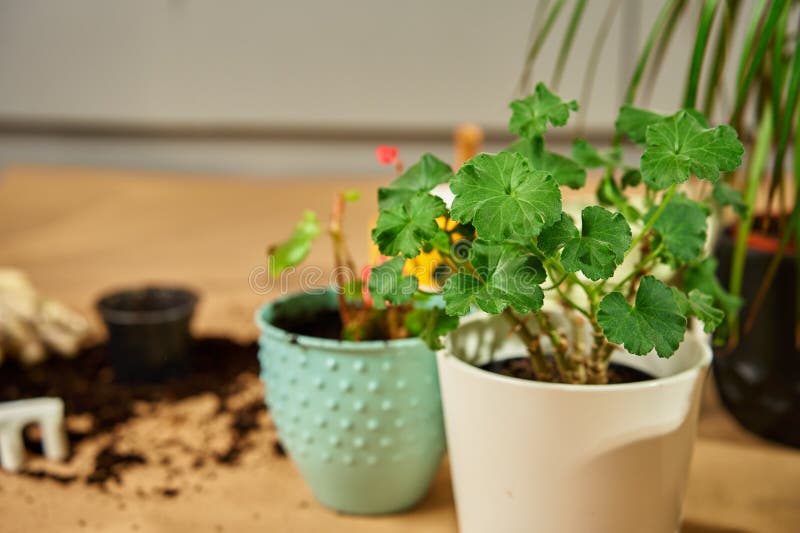 Houseplant Repotting Process with Potted Flowers and Gardening Tools Stock Photo - Image of ...