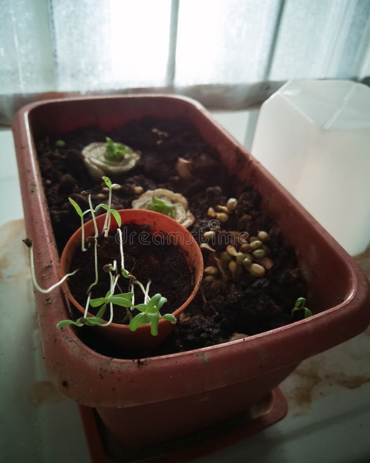 Potted Plants at Home with Germinating Seeds Stock Photo - Image of ...