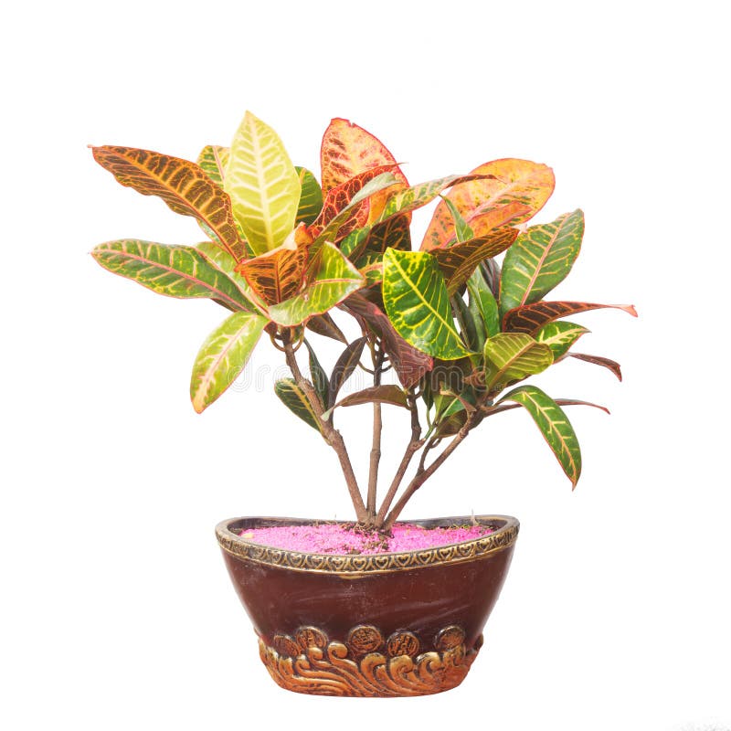 Potted stock image. Image of decorative, tview, floral - 39065293