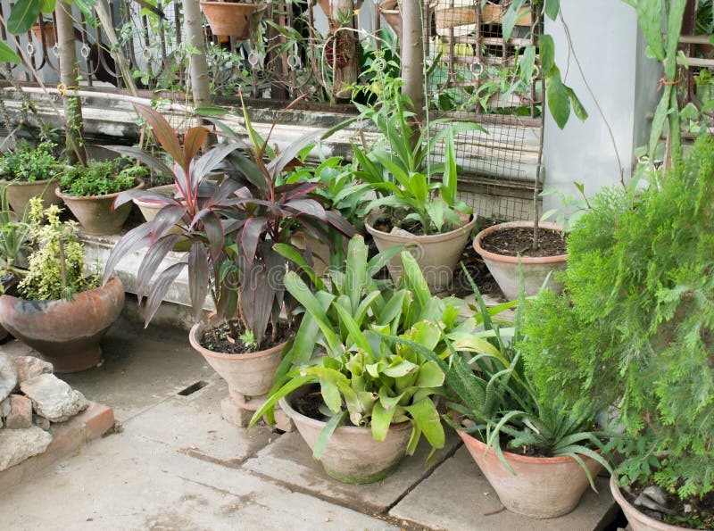 Potted Plants at Outside Under Sunlight Stock Photo - Image of growth ...
