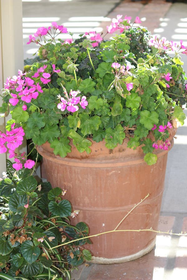 Potted Geranium stock image. Image of flowers, botanical - 113328421