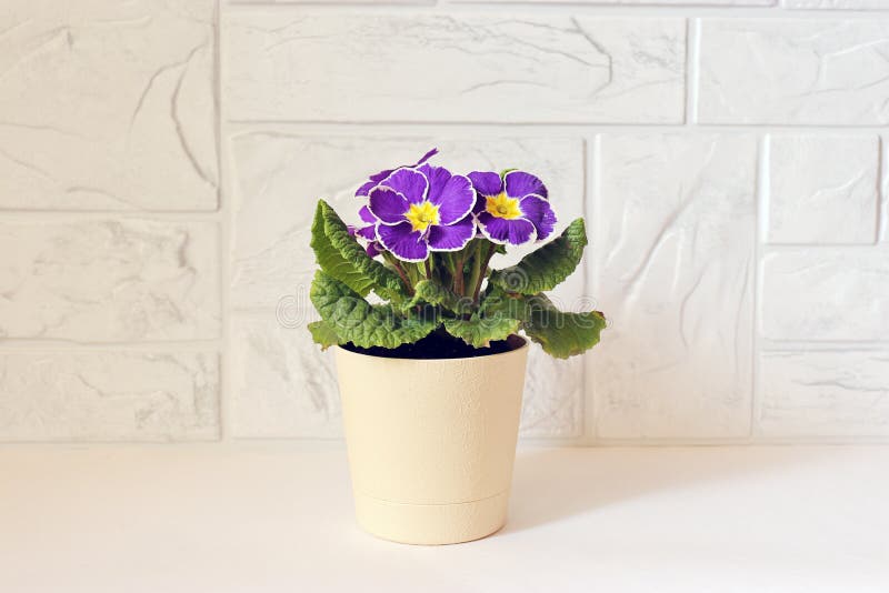 Primrose in a Pot on a Table Stock Image - Image of nature, decorative ...