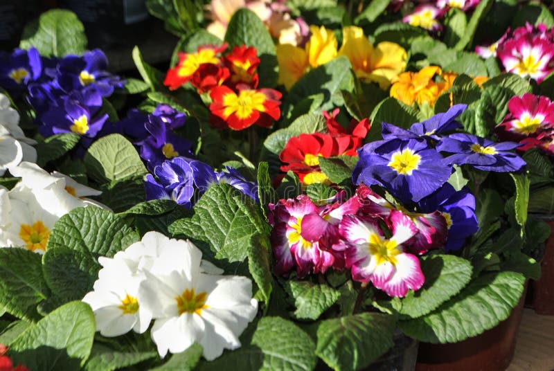 Potted Primula flowers. stock image. Image of celebrate - 67614373