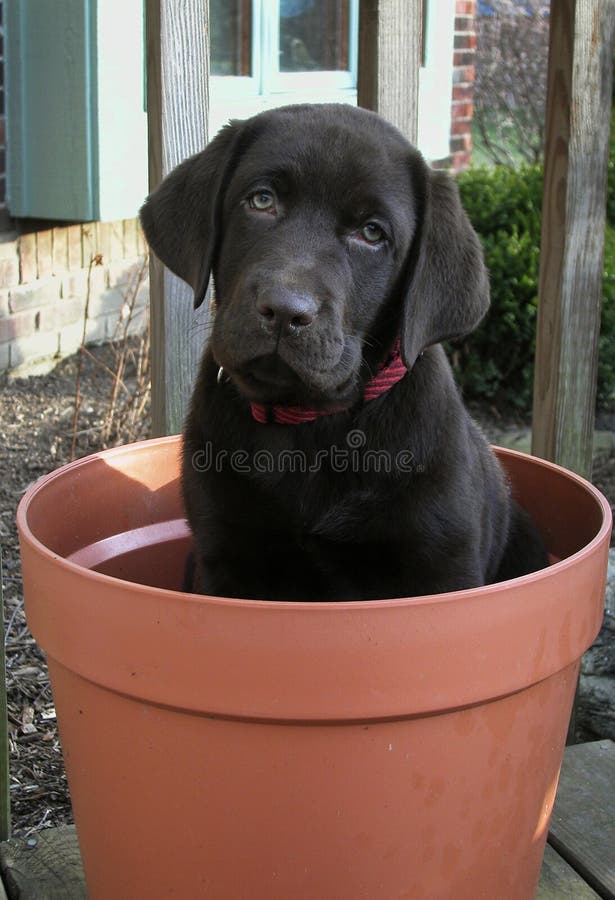 Potted Puppy stock photo. Image of chocolate, breed, mans - 295280