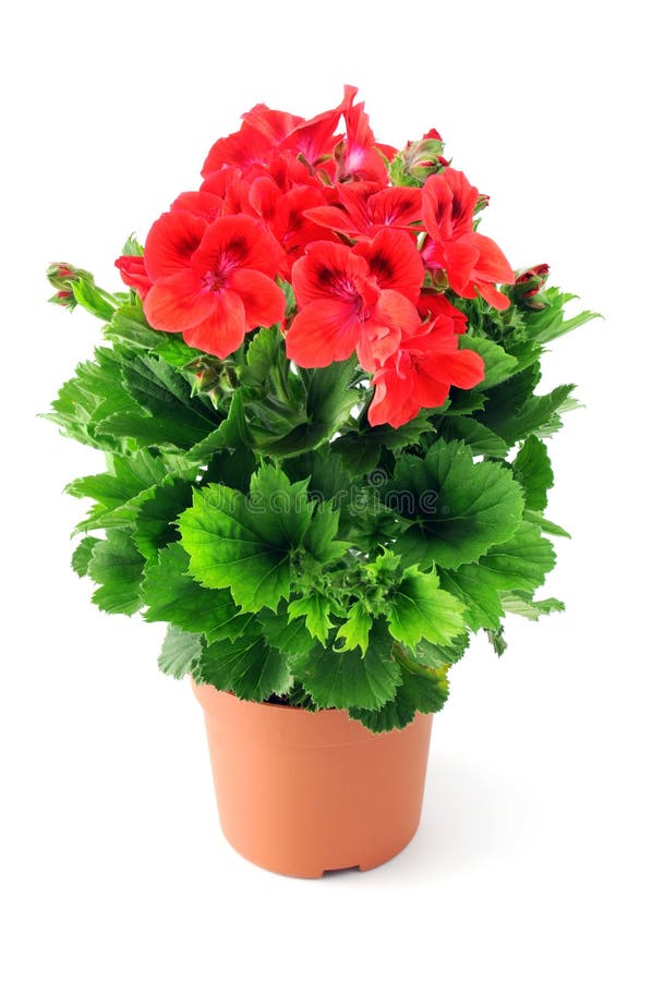 Potted Red Geranium on White Background Stock Image - Image of ...