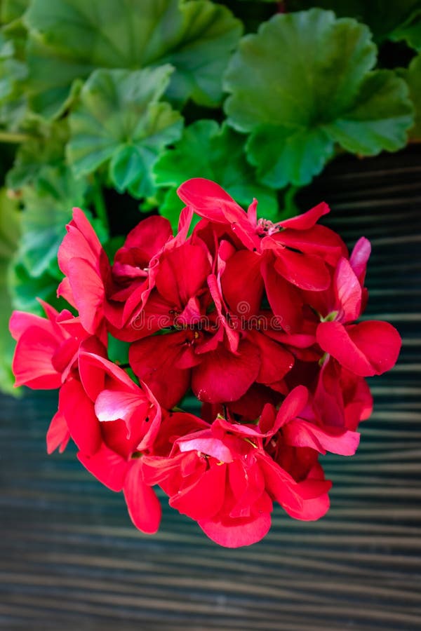 Potted Red Geranium on a Windowsill, Pelargonium Stock Image - Image of ...
