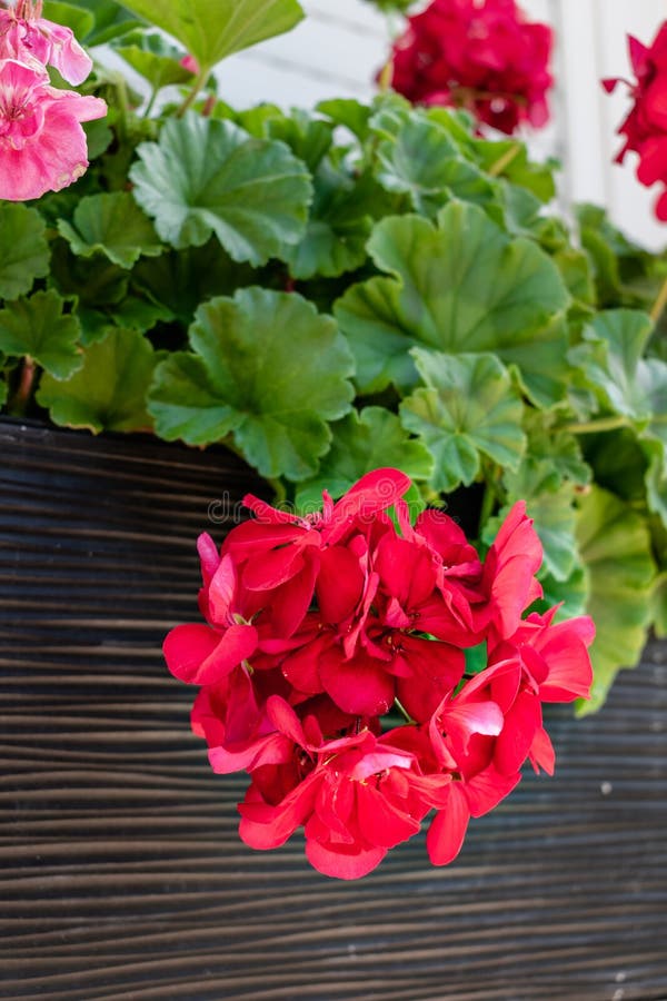 Potted Red Geranium on a Windowsill, Pelargonium Stock Image - Image of ...
