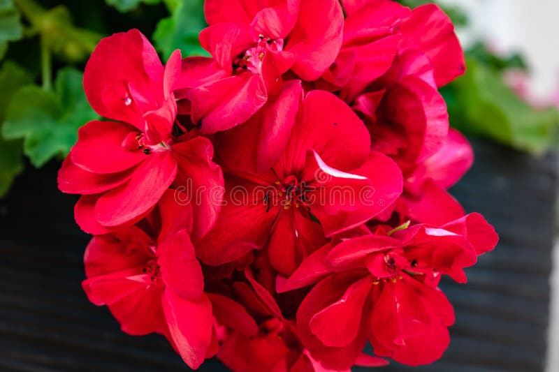 Potted Red Geranium on a Windowsill, Pelargonium Stock Photo - Image of ...
