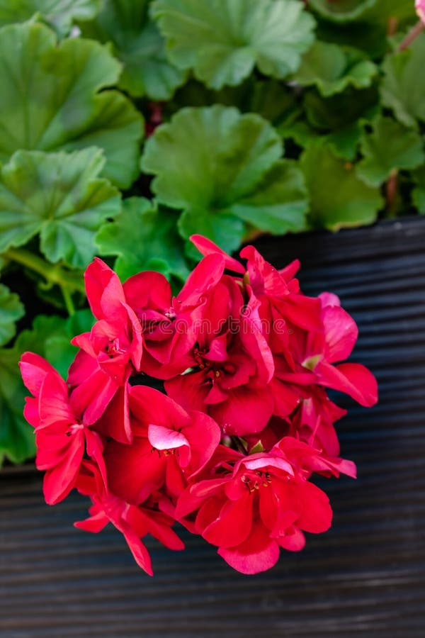 Potted Red Geranium on a Windowsill, Pelargonium Stock Image - Image of ...