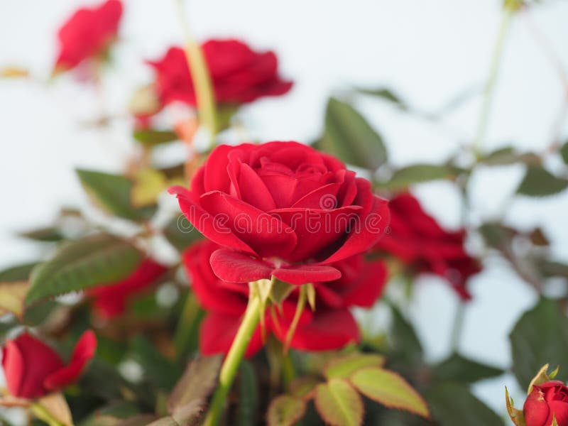 Potted red roses stock photo. Image of plant, black - 272423306