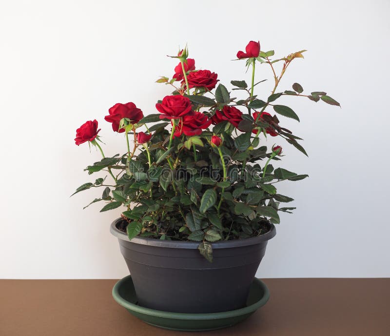 Potted red roses stock image. Image of bloom, nature - 281905087