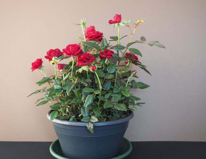 Potted red roses stock photo. Image of plants, plant - 285680344