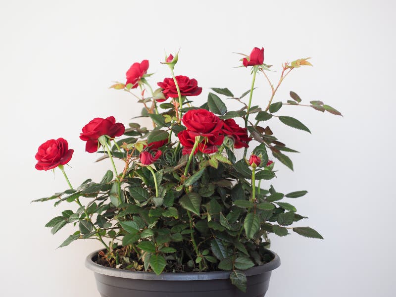 Potted red roses stock photo. Image of rose, flowers - 285903178
