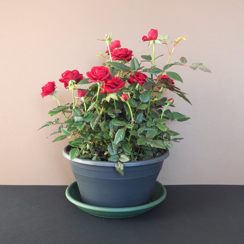 Potted red roses stock image. Image of roses, flowers - 285903187