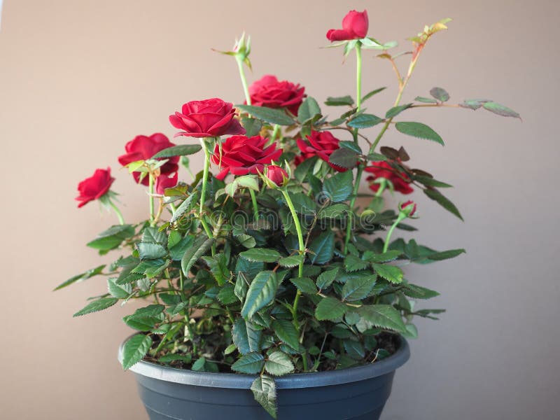 Potted red roses stock photo. Image of black, plants - 287806556