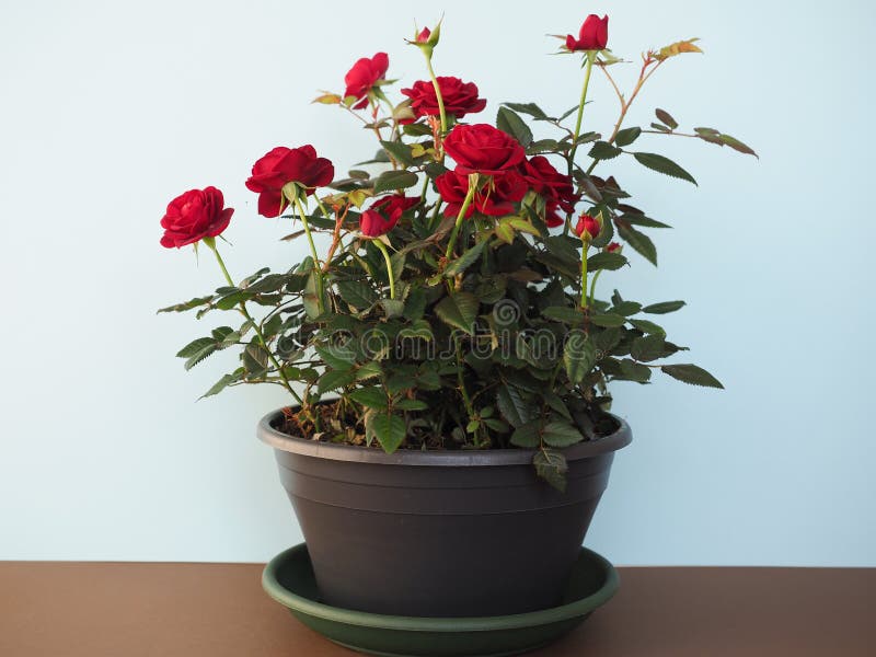 Potted red roses stock photo. Image of rose, roses, plants - 289418866