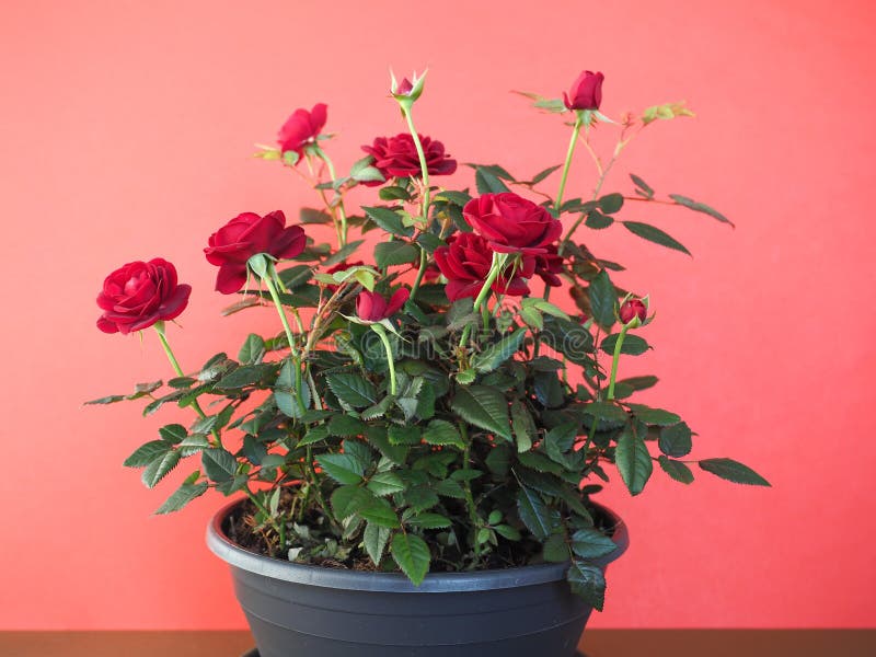 Potted red roses stock photo. Image of potted, flowers - 296931148