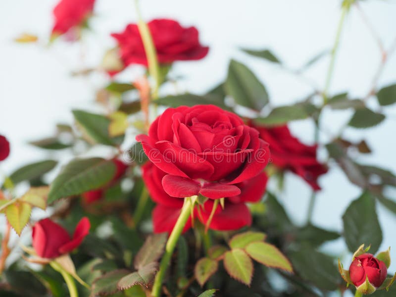 Potted red roses stock photo. Image of roses, selective - 267833728