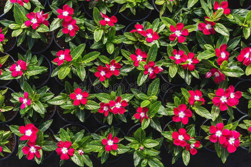 Potted Red Vinca Flowers with a White Center Stock Photo - Image of ...