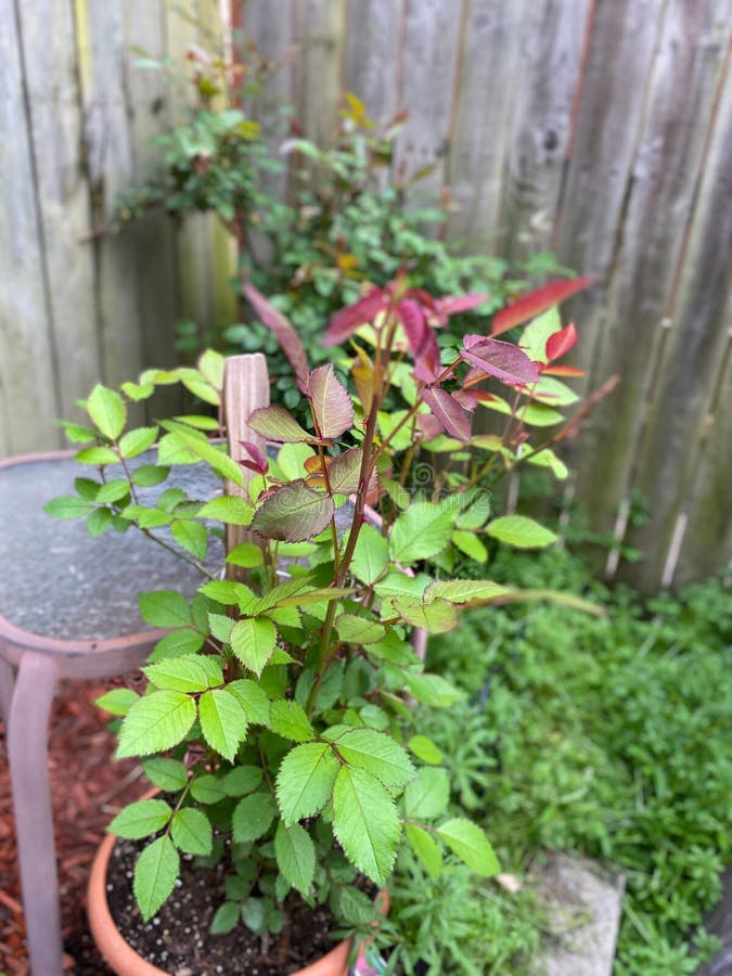 Potted Rose Plant in a Garden, Vertical Shot Stock Image - Image of ...