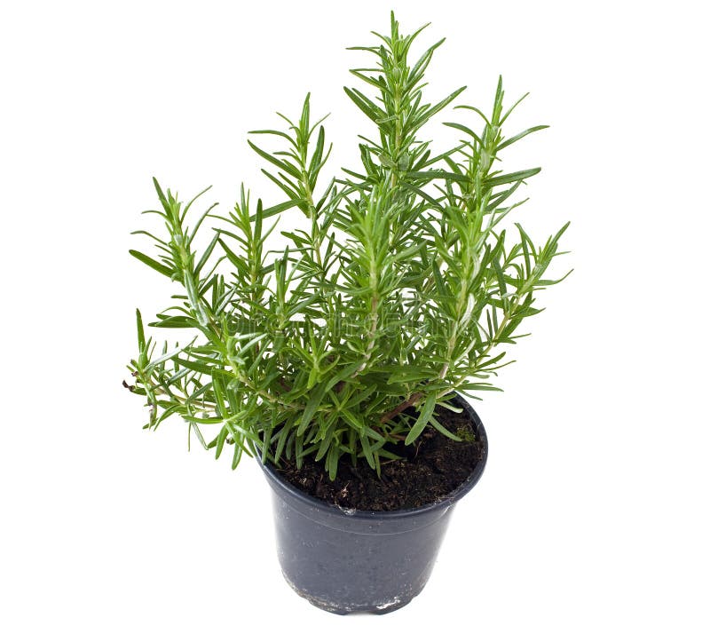 Detail of rosemary bush stock image. Image of like, plant - 7453851