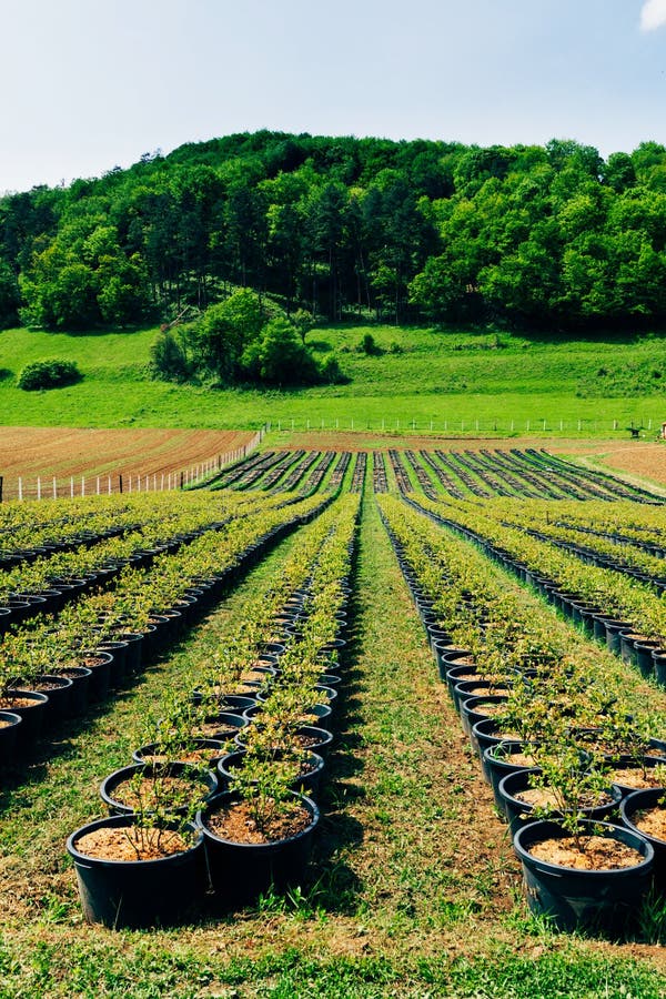 Potted Saplings Nursery Stock Photos - Free & Royalty-Free Stock Photos ...