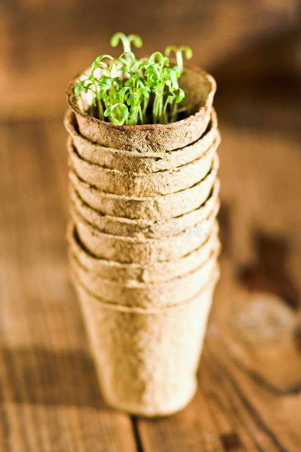 Potted Seedlings Growing in Biodegradable Peat Moss Pot Stock Image ...