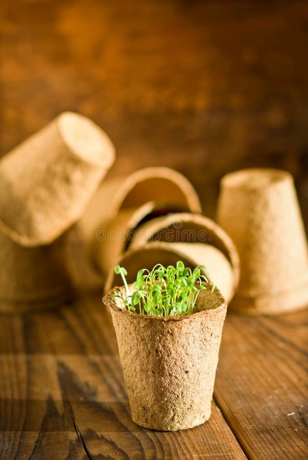 Potted Seedlings Growing in Biodegradable Peat Moss Pots. Selective ...