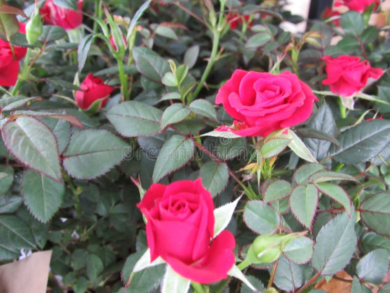 Tea roses stock photo. Image of garden, leaf, plant - 266523132