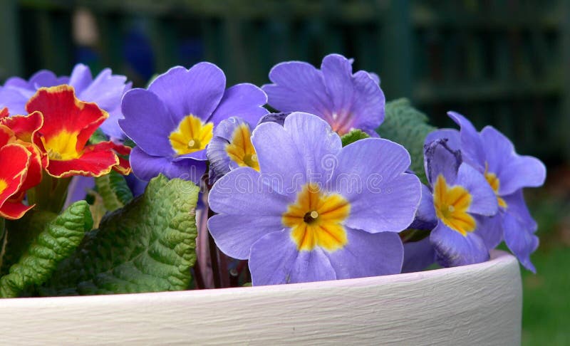 Potted Spring flowers. stock image. Image of garden, potted - 656345