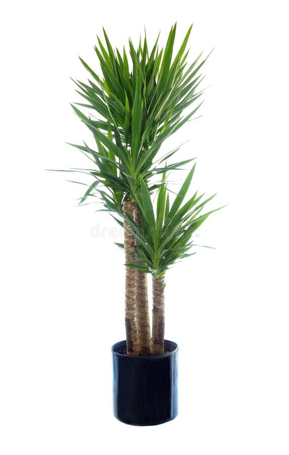 Yucca Potted Plant Isolated Stock Image - Image of isolated, yucca ...