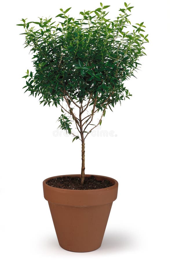 Potted Tree stock photo. Image of tree, fresh, groth, potted - 1143486