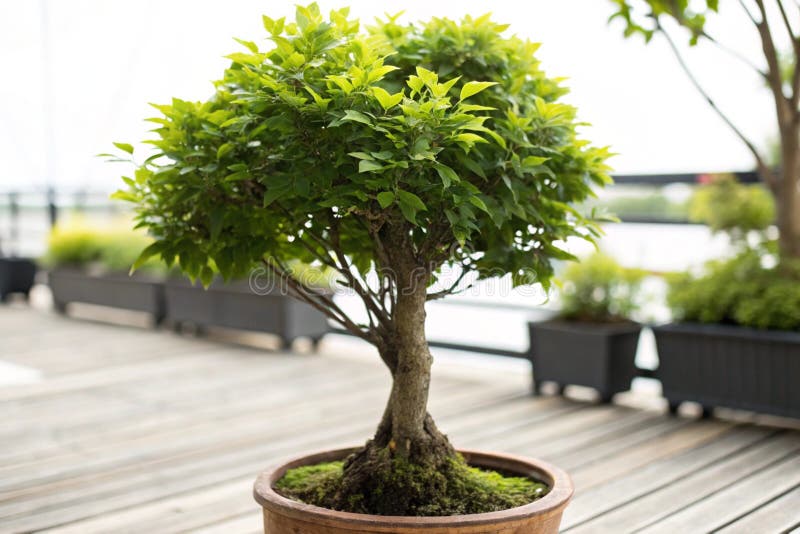 Potted Tree with Focus on Top Stock Illustration - Illustration of ...