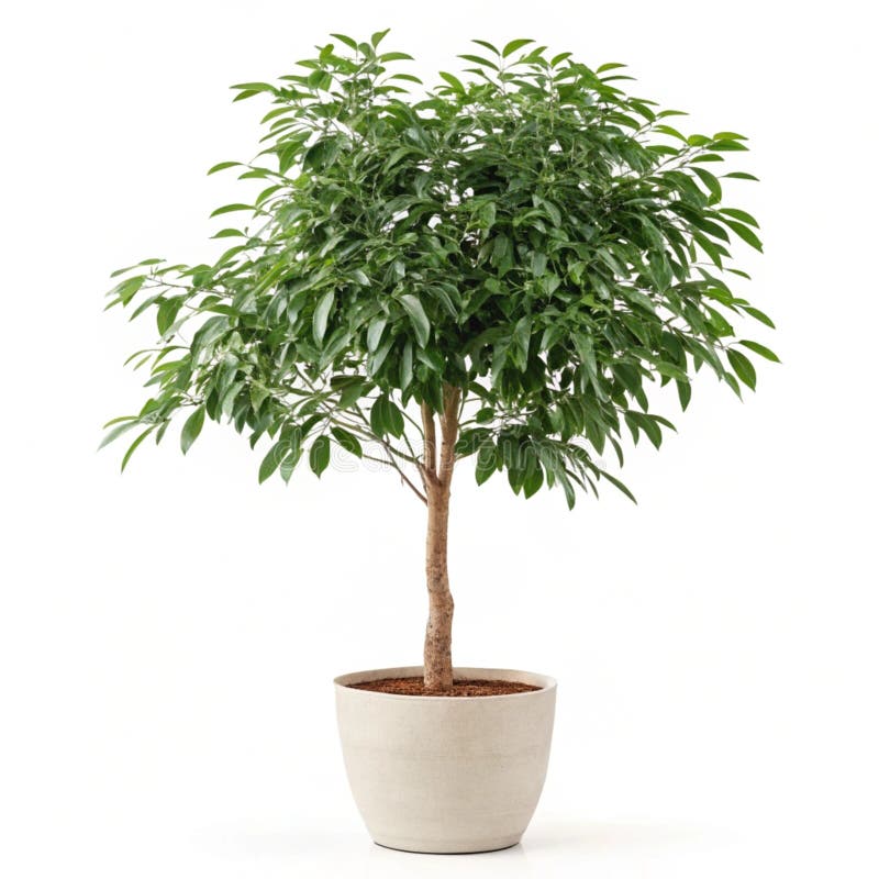 Potted Tree Sketch. Vector Indoor Plant in a Pot Stock Vector ...