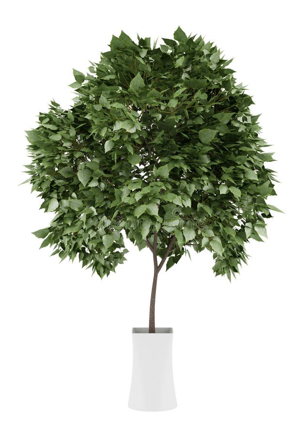 Potted Tree stock vector. Illustration of icons, collection - 64722816