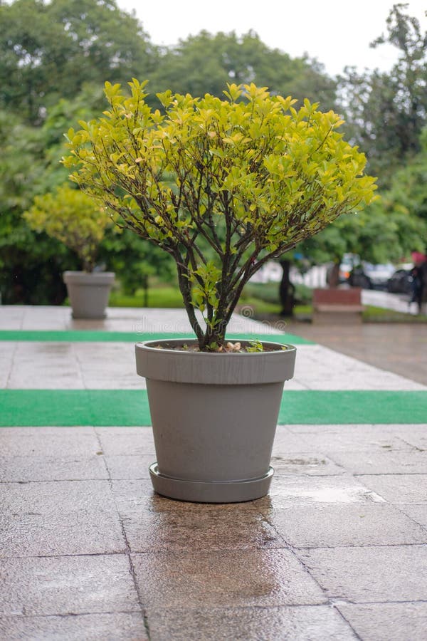 Potted Tree by Window stock photo. Image of terracotta - 46315096
