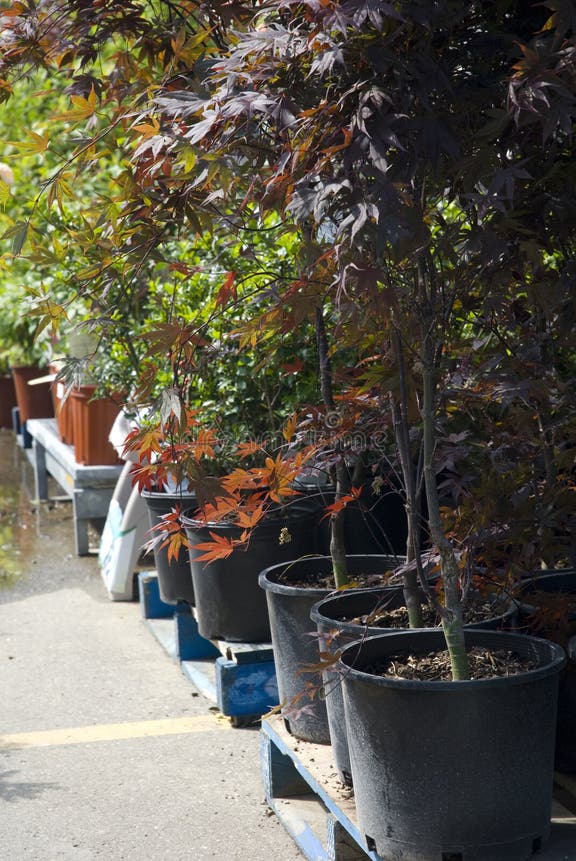 6,474 Potted Trees Stock Photos - Free & Royalty-Free Stock Photos from ...