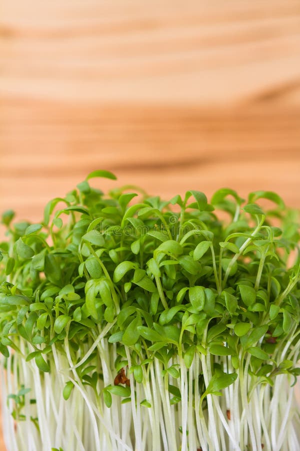 Watercress Sprouts. Spring Herbs. Gardening. Stock Image - Image of ...