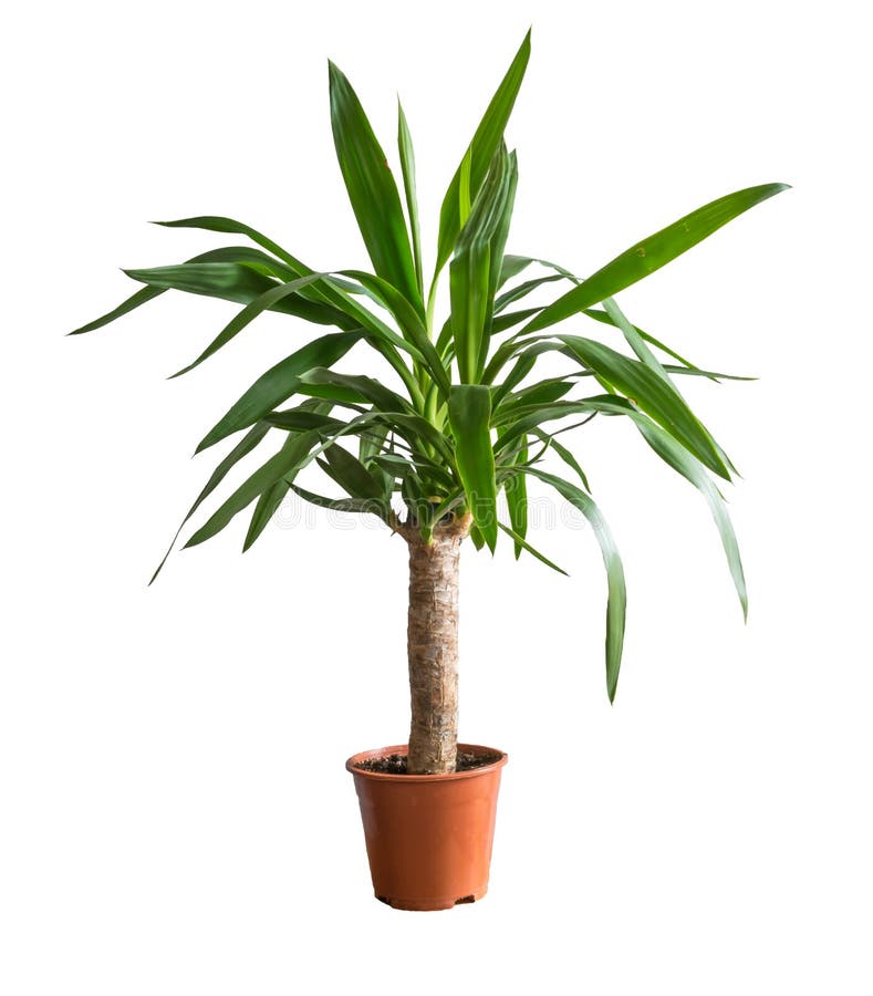Yucca potted plant stock photo. Image of nature, leaves - 259257628