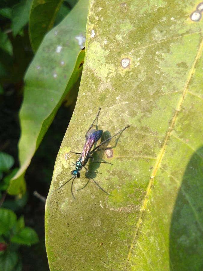 Potter fly blue stock photo. Image of green, blue, yellow - 180431896