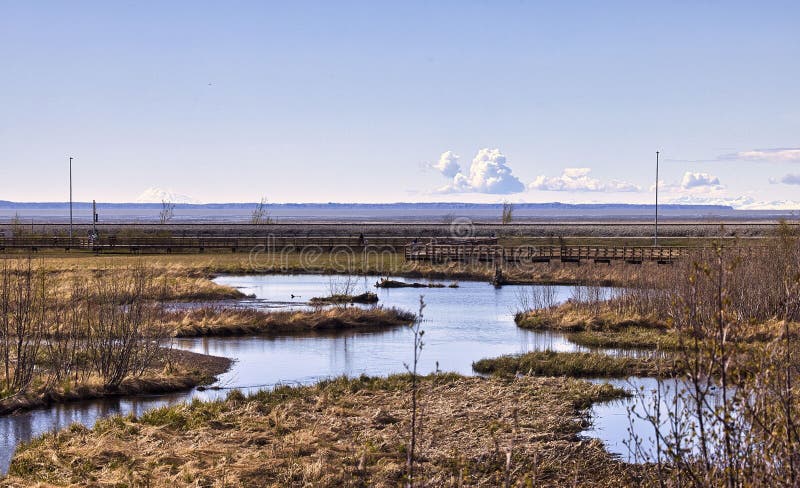 Potter Marsh in Anchorage stock photo. Image of animal - 383138424