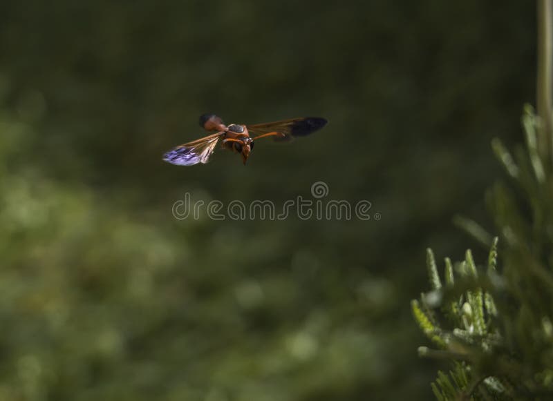 Potter Wasp Flying Close Up Stock Image - Image of face, close: 179754965