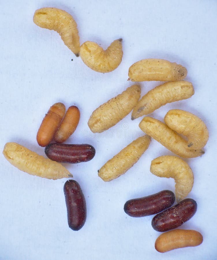 Potter Wasp Larvae of the Eumeninae Family. Sceliphron Curvatum. Stock ...