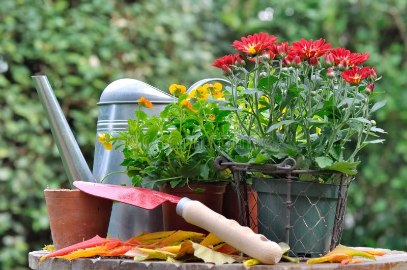 Potting autumn flowers stock image. Image of planter - 34157739