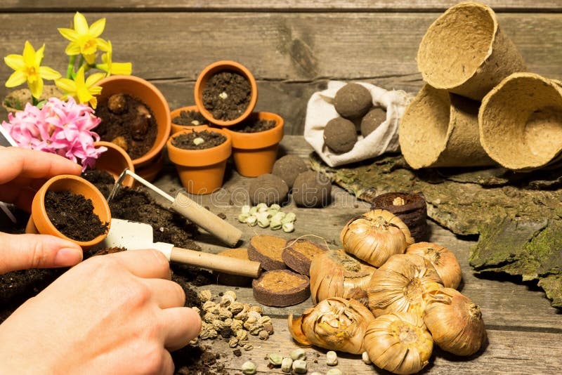 Potting stock image. Image of bulbs, nature, garden, cress - 88226619