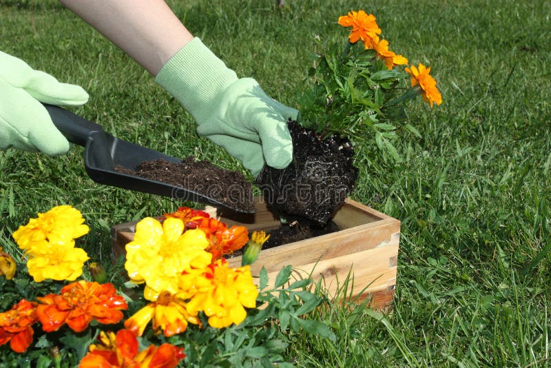 Potting Flowers stock photo. Image of cultivate, growing - 56130536
