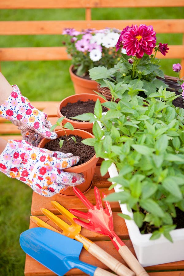Potting flowers stock photo. Image of cultivation, agriculture - 30731460